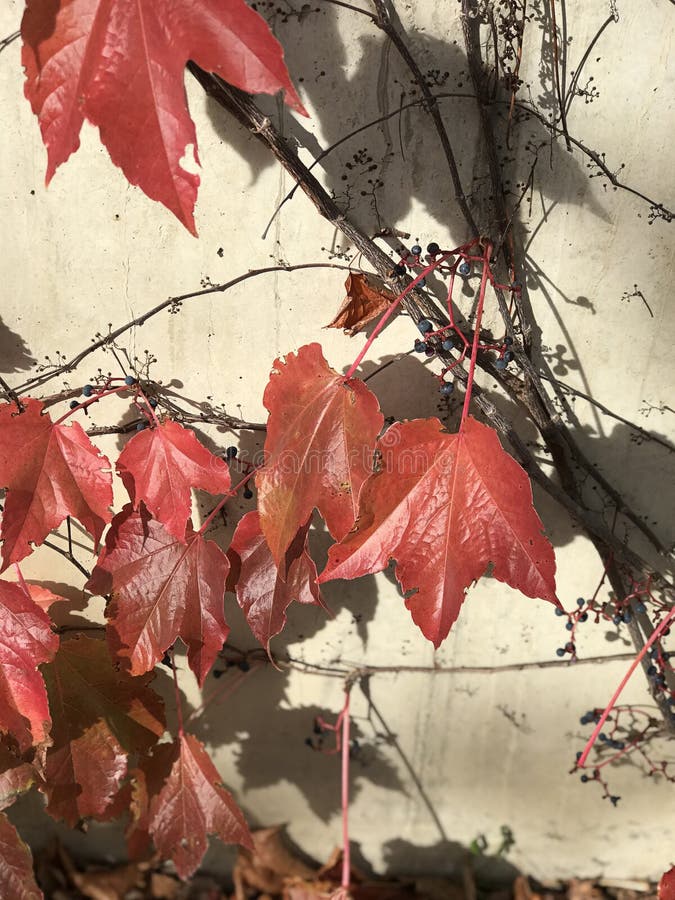 Maple Tree Climbing on the Wall. Stock Image - Image of botany ...