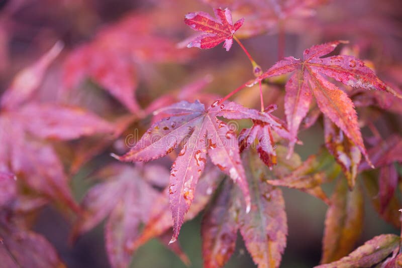 Maple tree stock photo. Image of naturally, autumn, close - 79115936