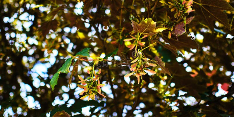 Maple tree close up stock image. Image of environment - 252342189