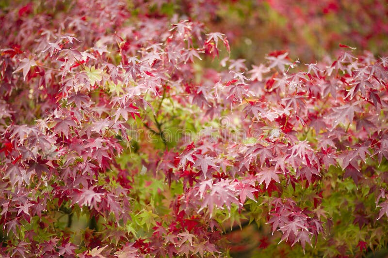 Maple Tree Close Up in Fall Stock Image - Image of leaf, garden: 46741155
