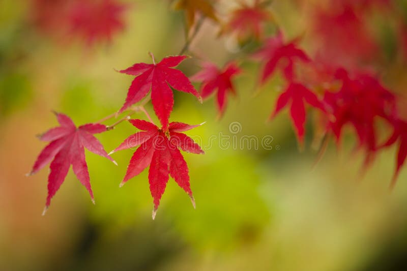 Maple Tree Close Up in Fall Stock Photo - Image of closeup, green: 46741322