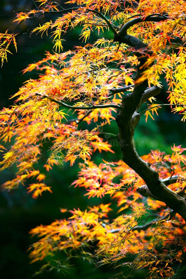 Maple tree stock photo. Image of canada, fall, maple - 55503666