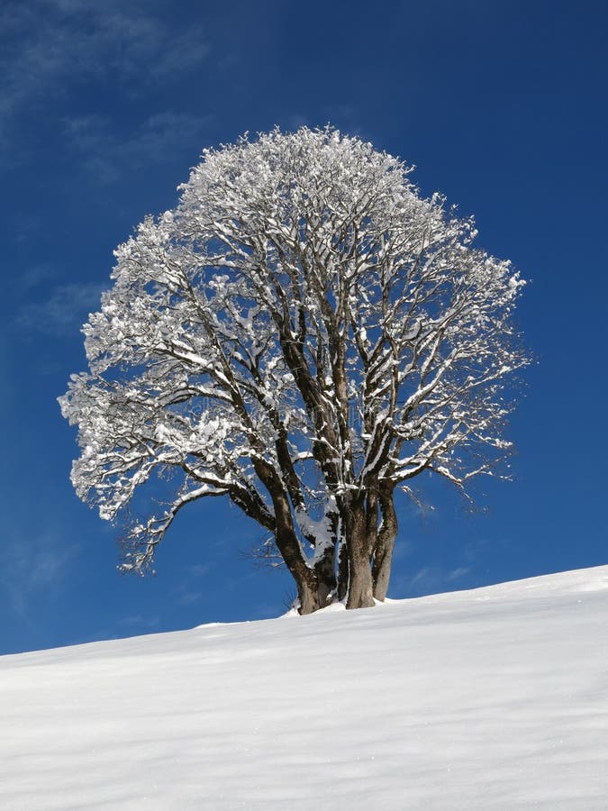 Maple tree in winter stock photo. Image of snow, january - 49181840