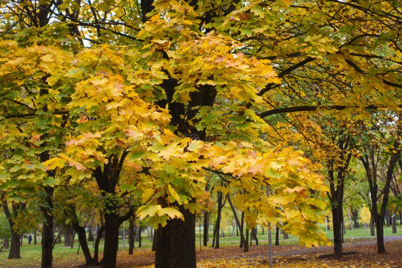 Maple Tree with Colorful Autumnal Foliage Stock Photo - Image of branch ...