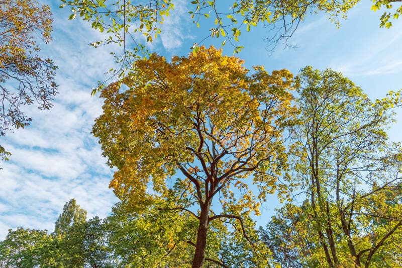 Maple Tree Crown in Autumn Park. Autumn Background Stock Photo - Image ...