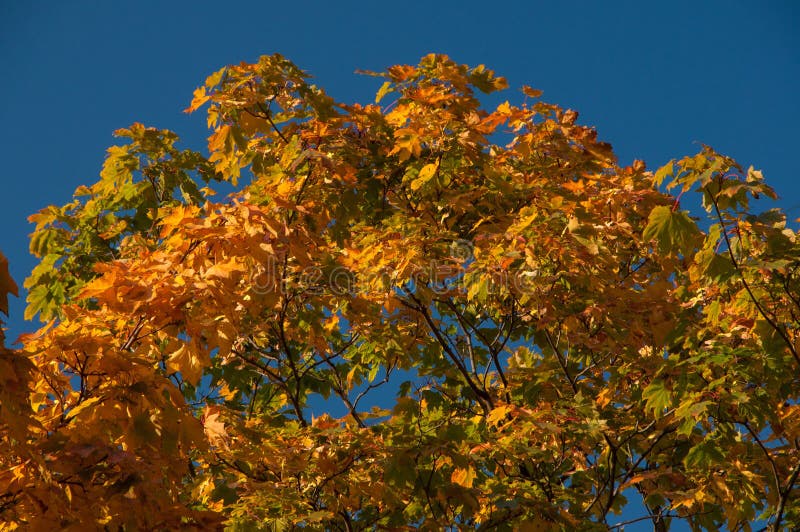 Autumn maple tree stock photo. Image of background, maple - 100843816