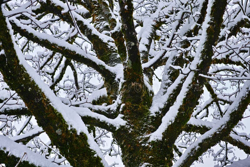 Snowy Maple Tree Crown Nature Details in Winter Stock Photo - Image of ...