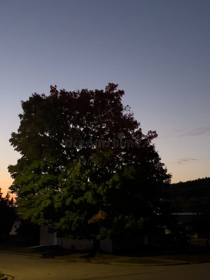 A Tree at Dusk Illuminated by a Street Light Stock Image - Image of ...