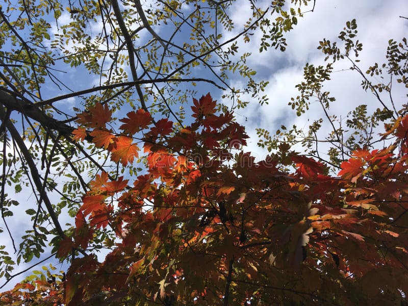 Maple Tree. Early Autumn, Nature Stock Image - Image of early, nature ...