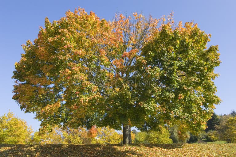 Maple tree in fall stock image. Image of golden, maple - 3327523