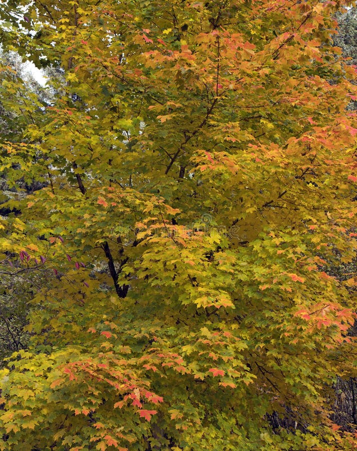 Maple tree in fall stock photo. Image of beautiful, green - 345621862