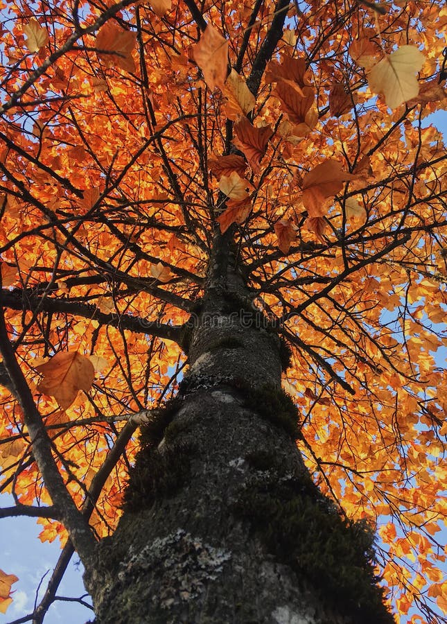A Maple Tree in the Fall in Canada Stock Photo - Image of branch ...