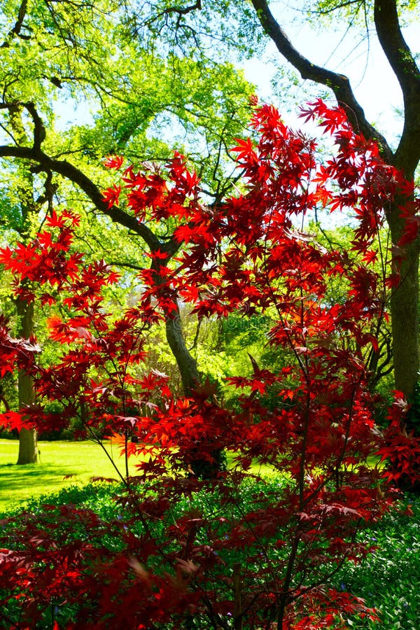 Fall Colors of Deep Red Maple Tree Stock Photo - Image of park, fall ...