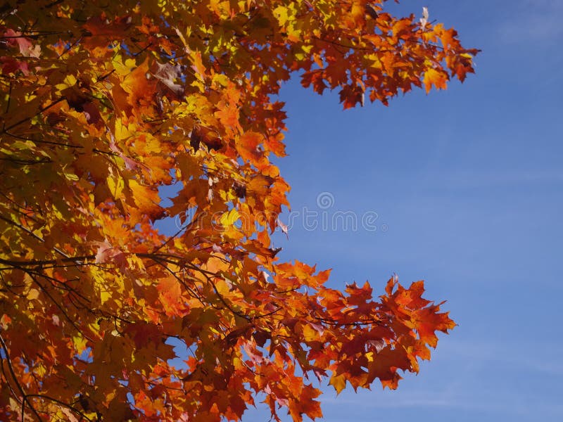 Maple tree in fall colours stock image. Image of season - 259119675