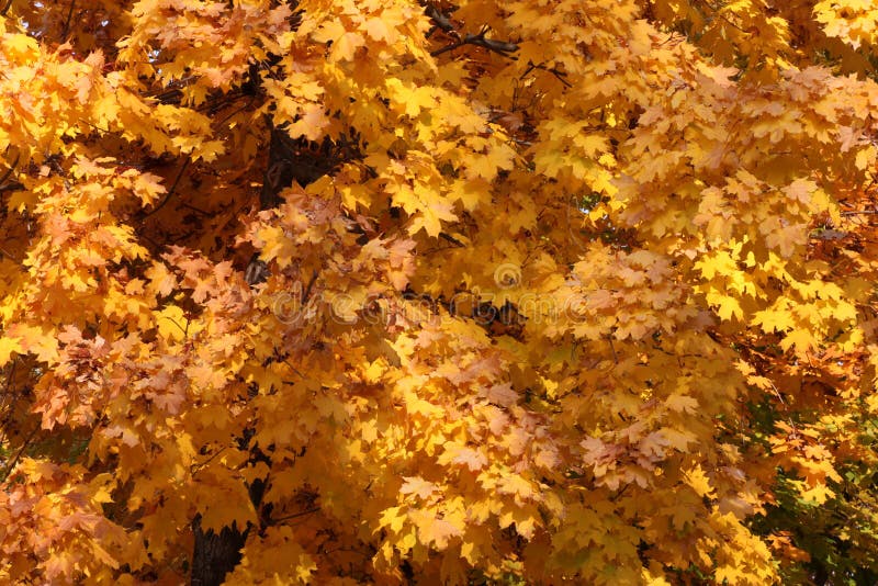 Maple tree at fall stock photo. Image of tree, fall, seasonal - 34437340