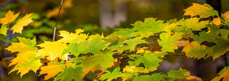 Maple Tree in the Fall with Green and Yellow Leaves Stock Photo - Image ...