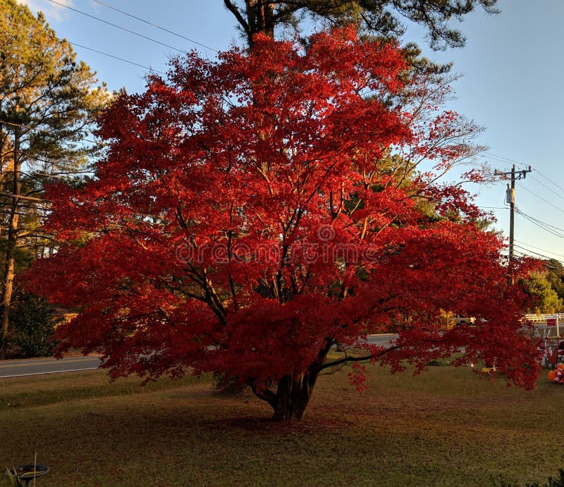 Maple stock photo. Image of pretty, maple, indiansummer - 152496718