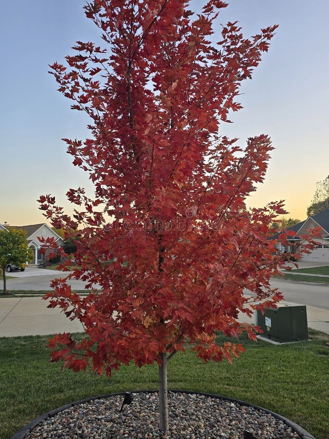 Maple Tree Fall Orange with Sunset Stock Photo - Image of maple, tree ...