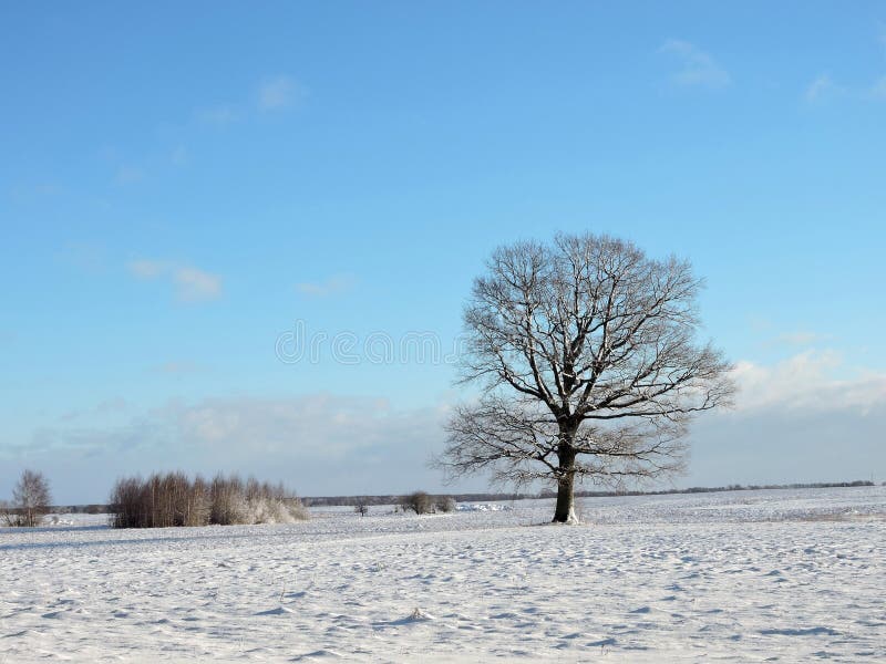 Maple Tree in Field, Lithuania Stock Photo - Image of branches, white ...