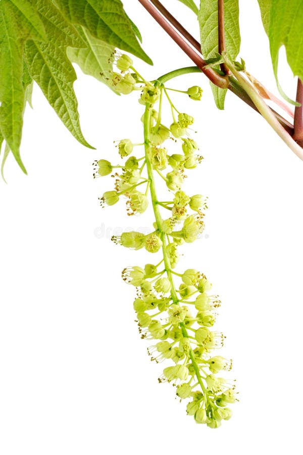 Maple tree flowers stock image. Image of green, macro - 21366619