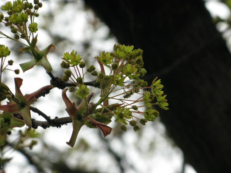 Flowering maple tree stock photo. Image of beautiful - 178587626