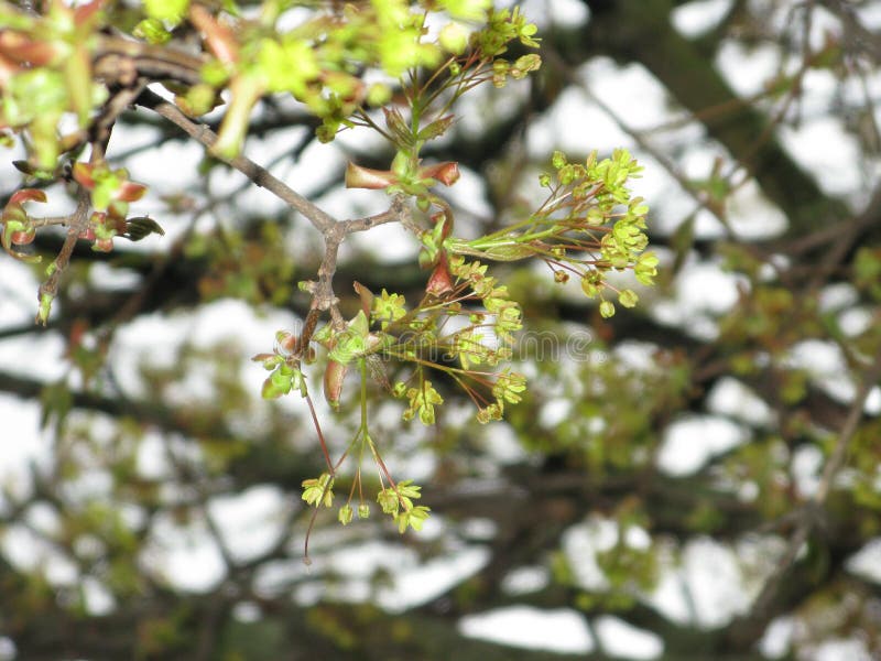 Flowering maple tree stock photo. Image of beautiful - 178587738