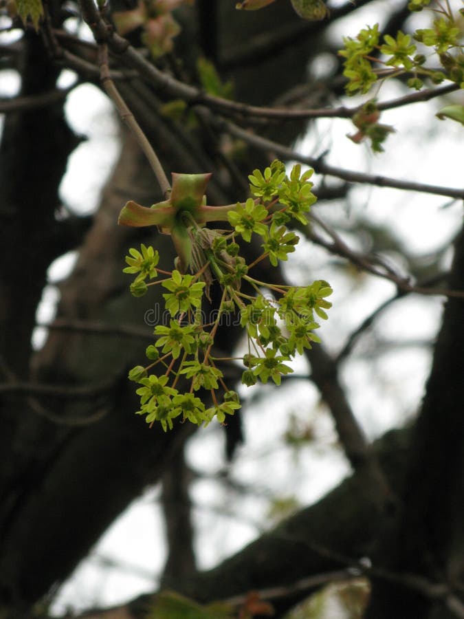 Flowering maple tree stock photo. Image of tree, trees - 178587854