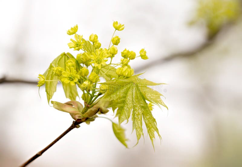 Maple Tree Flowers and Leaves Stock Photo - Image of green, blooming ...