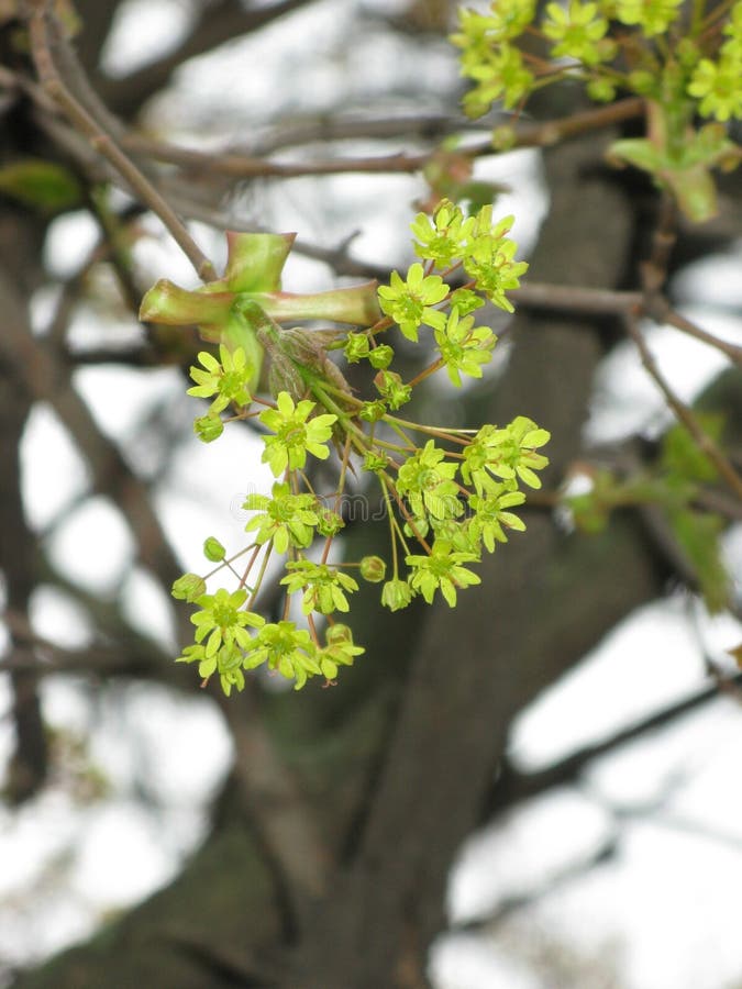 Flowering maple tree stock image. Image of small, calm - 178588971