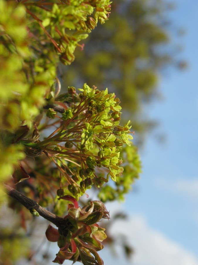 Flowering maple tree stock image. Image of flower, small - 178589893