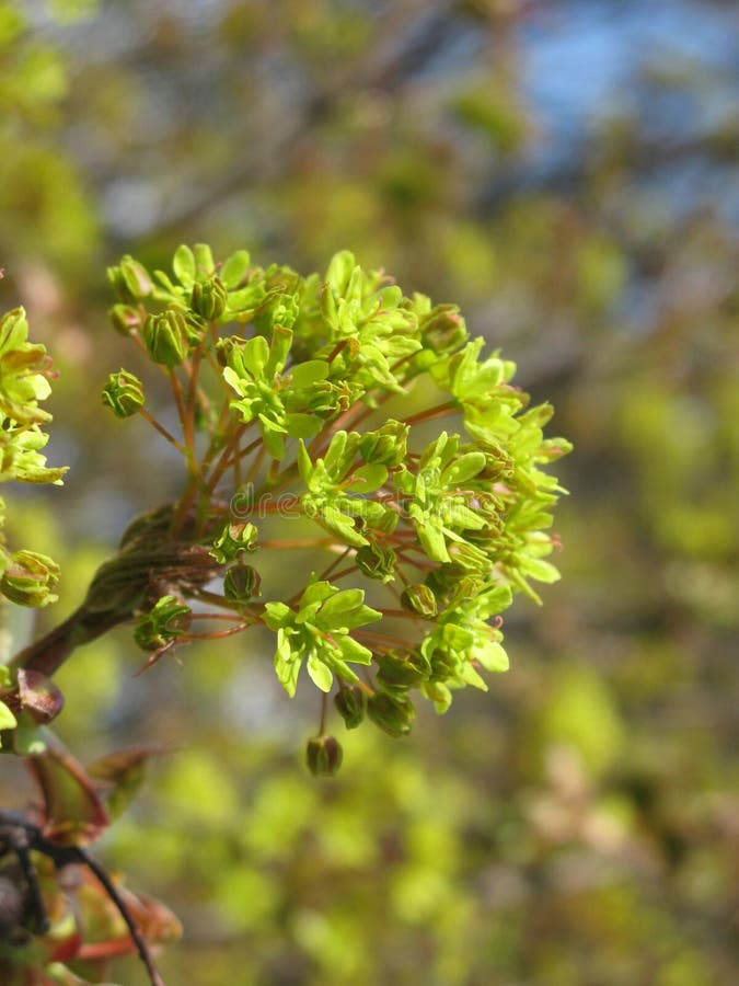Flowering maple tree stock photo. Image of spring, maple - 178590498