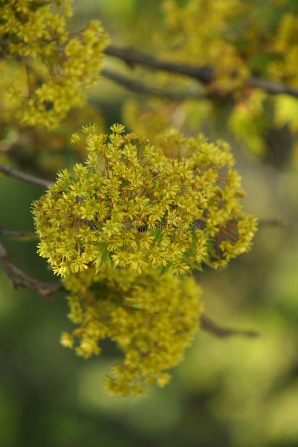 Flowering maple tree stock photo. Image of foliar, trees - 178598552