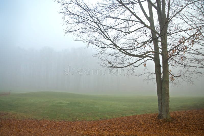 Red Maple Tree in Oak Creek Canyon, Arizona Stock Photo - Image of calm, trail: 260557098