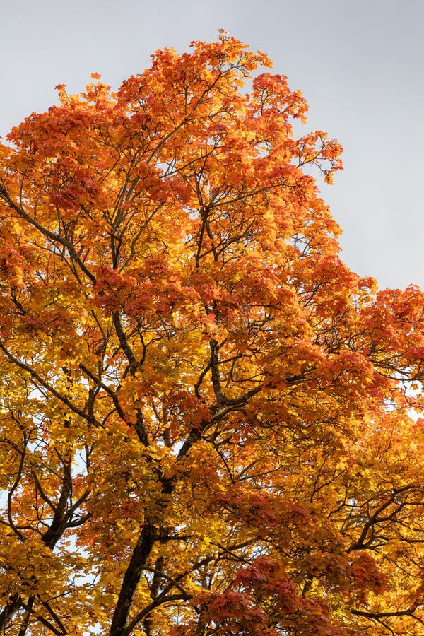 Maple Tree Foliage in Autumn Colors Stock Photo - Image of season, park ...