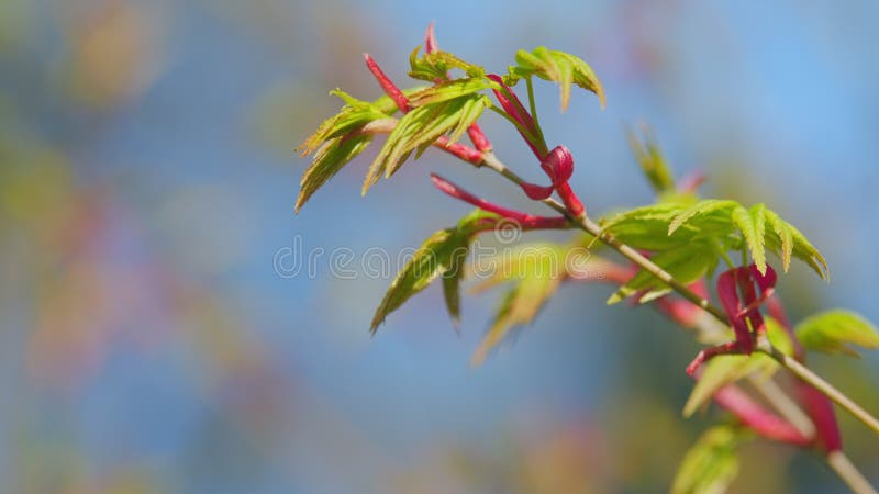 Maple Tree Foliage with Leaves and Flowers in Spring Against the Blue ...