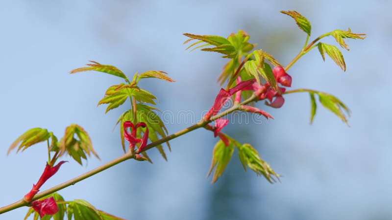 Maple Tree Foliage with Leaves and Flowers in Spring Against the Blue ...