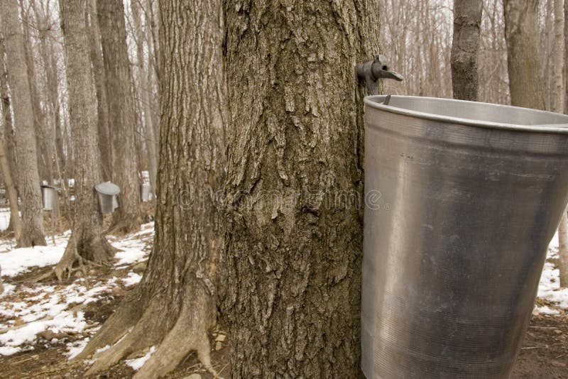 Maple tree Forest stock image. Image of tree, bucket, canada - 2241639