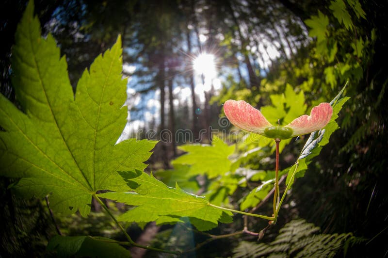 Maple Tree in the Forest stock photo. Image of protected - 79578096