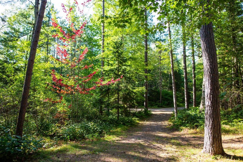 Maple Tree in Front of a Narrow Trail in a Campground Stock Image ...