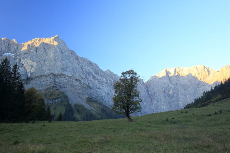 Maple Tree in Front of a Rock Wall Stock Photo - Image of high, area ...