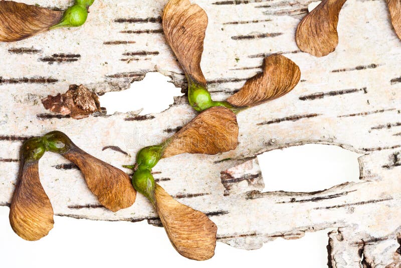 Maple tree fruit stock photo. Image of background, detail - 25469244