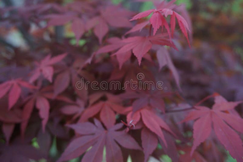 Maple Tree in full bloom stock photo. Image of full - 146057814