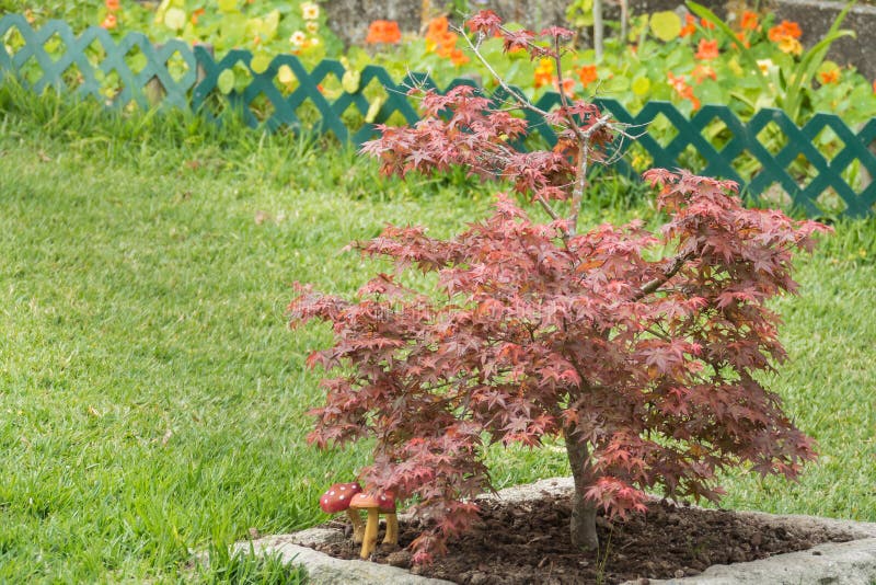Maple Tree in a Garden with Grass Around Stock Image - Image of maple ...