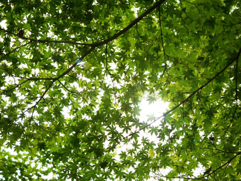 Maple tree with green leaf stock photo. Image of leaf - 97681780