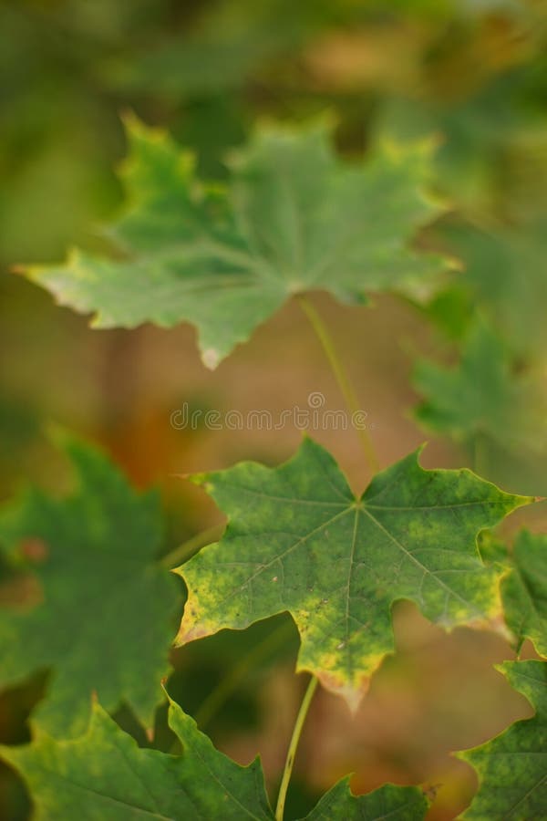 Maple Tree Green Leaves on the Tree in Autumn Forest Stock Image ...