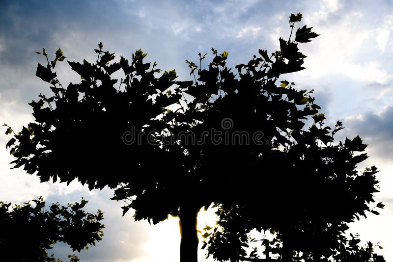Maple Tree with Green Leaves in the City Park. Tree in Backlight Stock ...