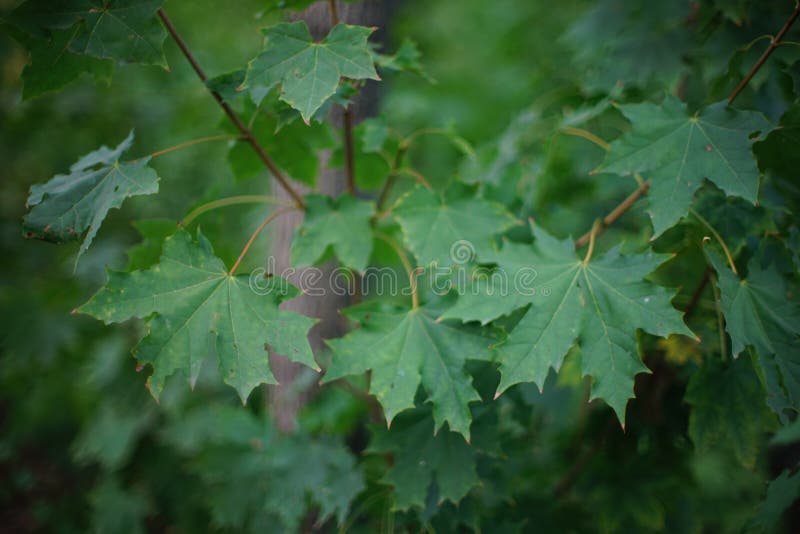 Maple Tree with Green Leaves Grow in the Oovercast Forest Stock Photo ...