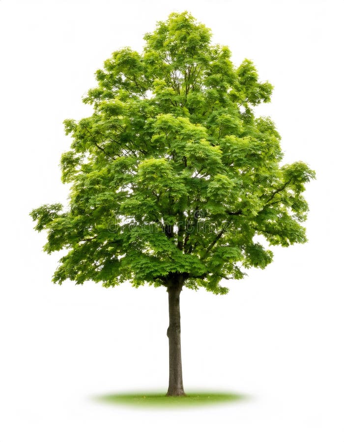 Maple Tree with Green Leaves Growing on Small Patch of Grass Isolated ...