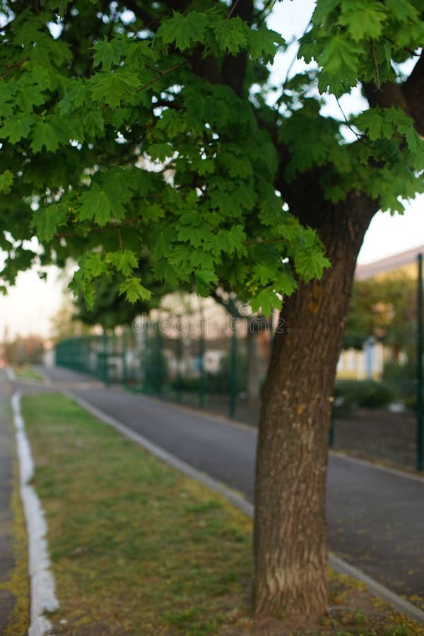 Maple Tree with Green Leaves Grows Near the Sidewalk a Stock Photo ...