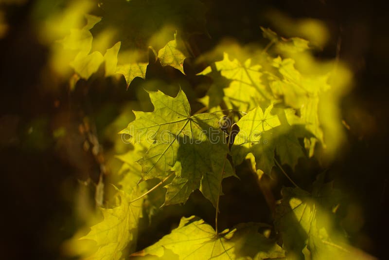 Maple Tree with Green Leaves in Magical Sunny Forest Stock Image ...